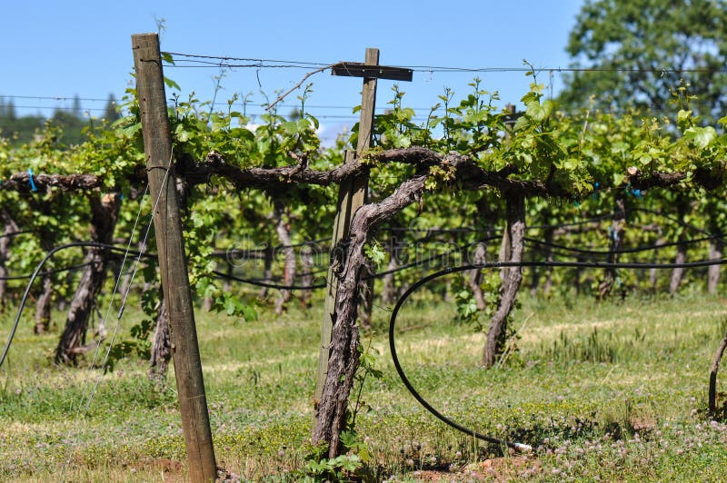 Grapevine in Spring stock photo. Image of napa, vitis - 34615226
