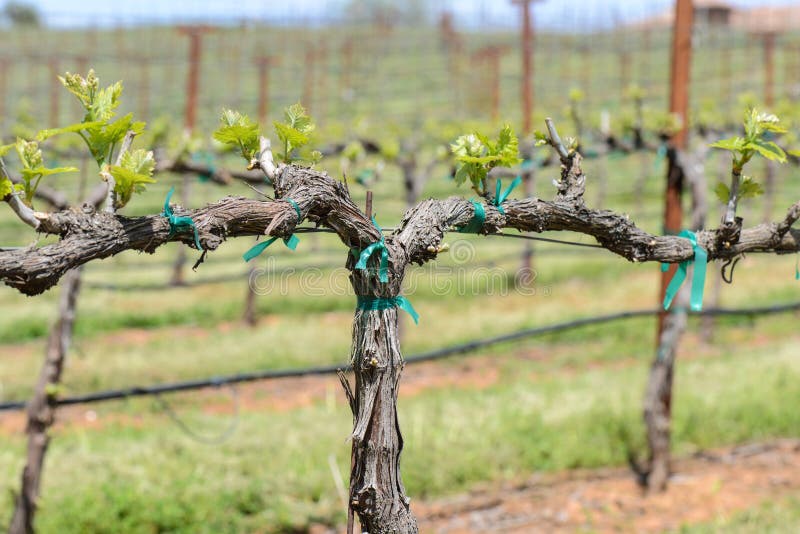 Grapevine in Spring stock photo. Image of napa, vitis - 34615226