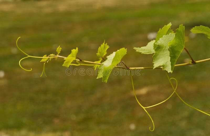 Single grapevine stock image. Image of vineyard, wine - 5992043