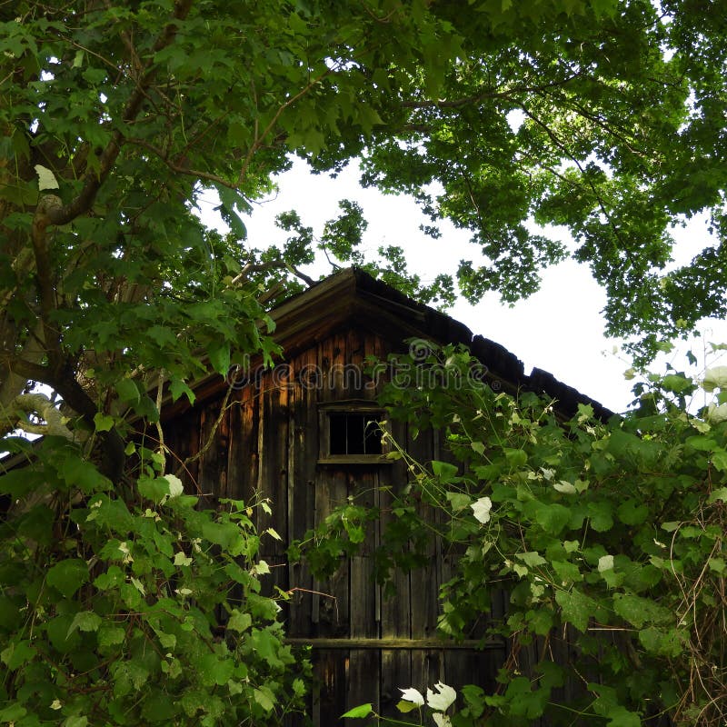 Invasive Grapevine Envelopes Trees Surrounding Old Vintage Barn Stock ...