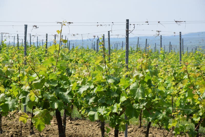 Grapevine Field Closeup Stock Photo Stock Image - Image of agriculture ...