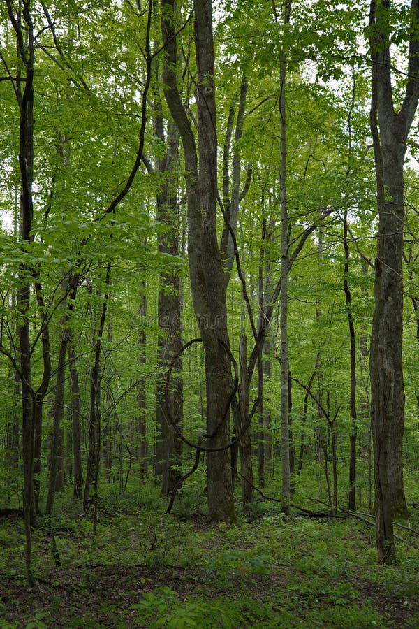 Grapevine Trees Backlit by the Sunset. Close Up Wide Angle View Stock ...