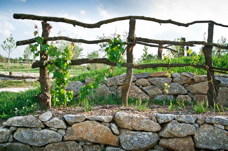 Grapevine Trellis on Terrace Stock Photo - Image of country, winery ...