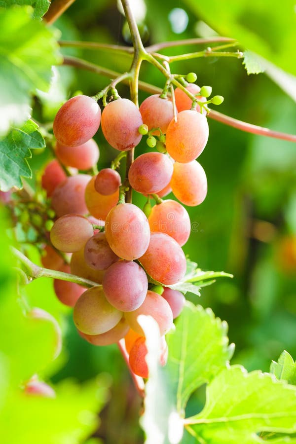 Grapevine stock image. Image of crop, summer, natural - 36337625