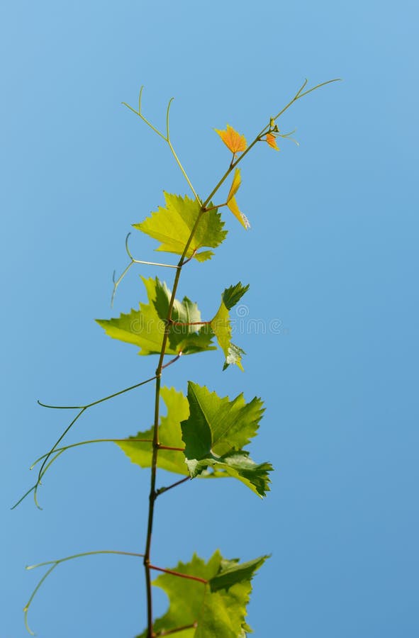 Grapevine Twig with Young Leaves on Blue Sky Stock Image - Image of ...