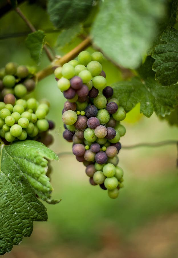Grapevine with Unripe Green and Blue Grapes. German Vineyard Stock ...