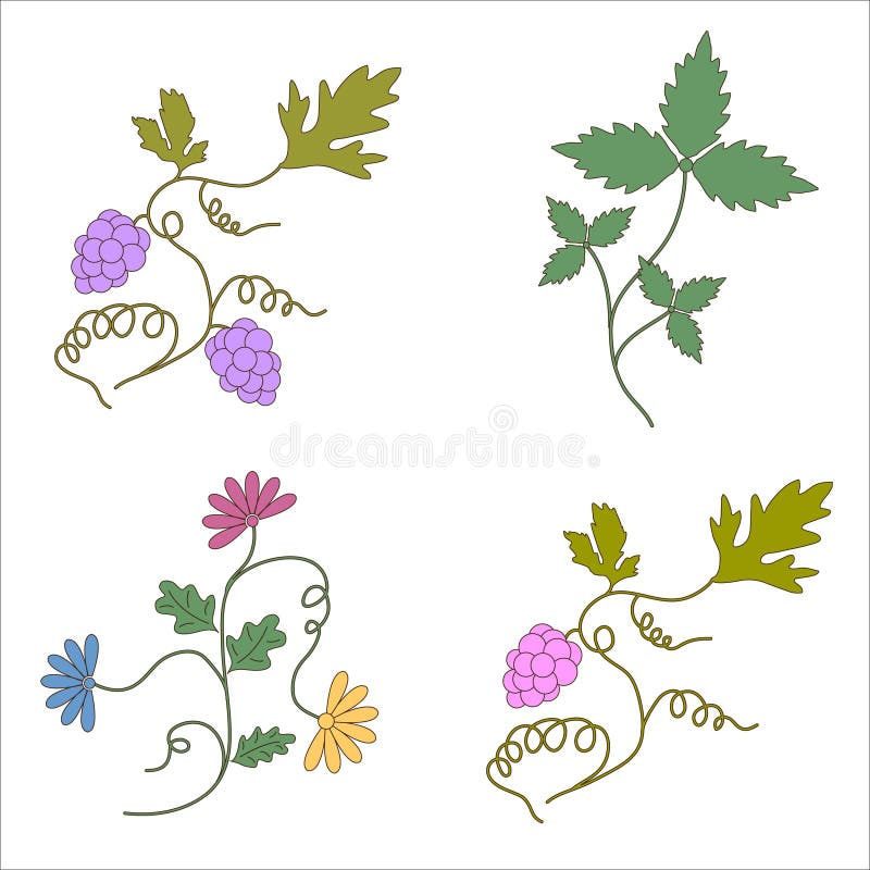 Grapevine. Vector Wine Design Elements, a Set Stock Vector ...