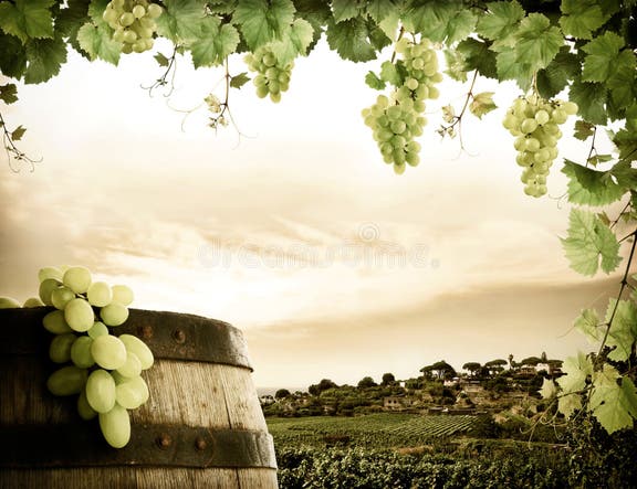 667 Grapevine Border Wine Grapes Stock Photos - Free & Royalty-Free ...