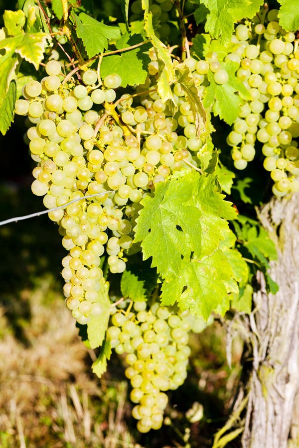 Grapevine in Vineyard, Alsace, France Stock Photo - Image of farming ...