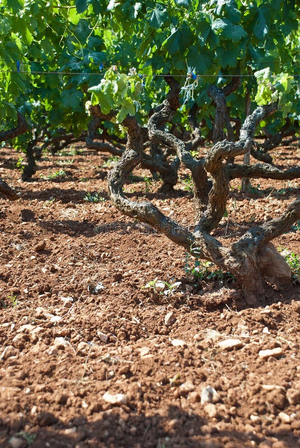 Grapevine stock photo. Image of vine, climber, nature - 33381046