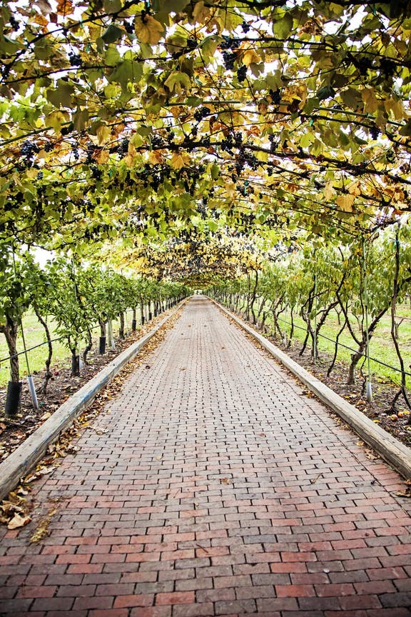 Grapevine walkway stock image. Image of autumn, scenic - 61036027