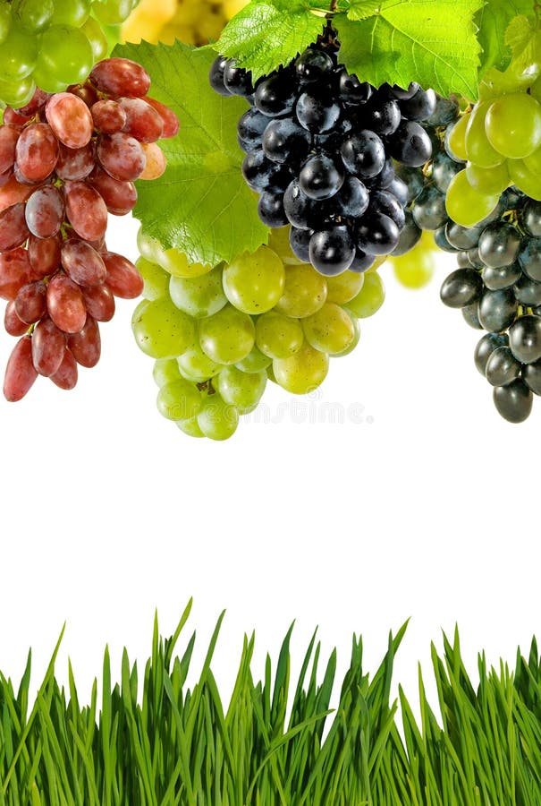 Grapevine On White Background Close-up Stock Image - Image of wallpaper ...