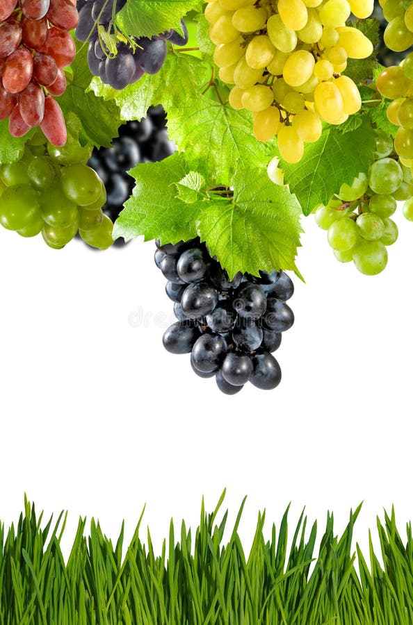85,247 Grapevine Background Stock Photos - Free & Royalty-Free Stock ...