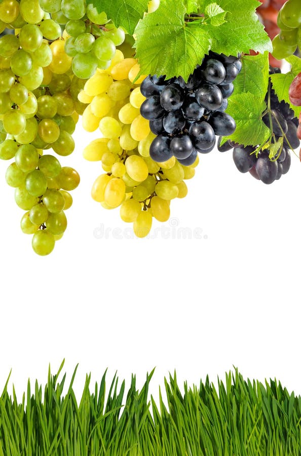 85,247 Grapevine Background Stock Photos - Free & Royalty-Free Stock ...