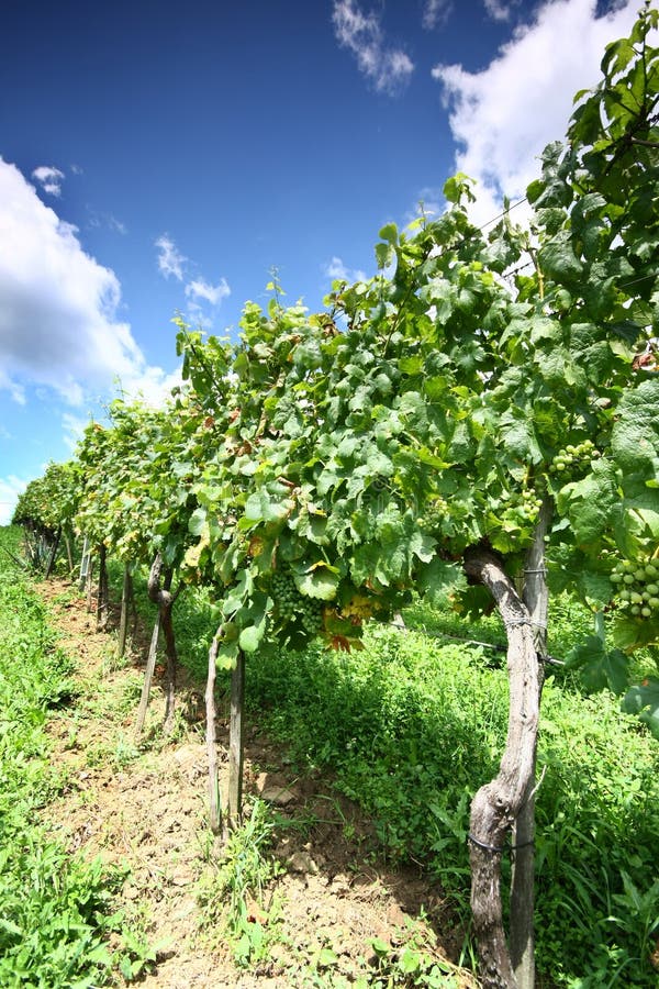 Grapevines stock image. Image of fruit, horticulture - 15664609