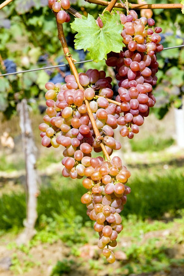 Grapevines stock image. Image of grow, fall, czechoslovakia - 12941241