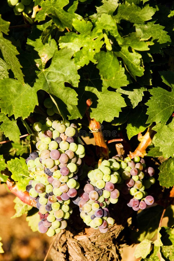 Grapevines stock image. Image of botany, foliage, europe - 12958763