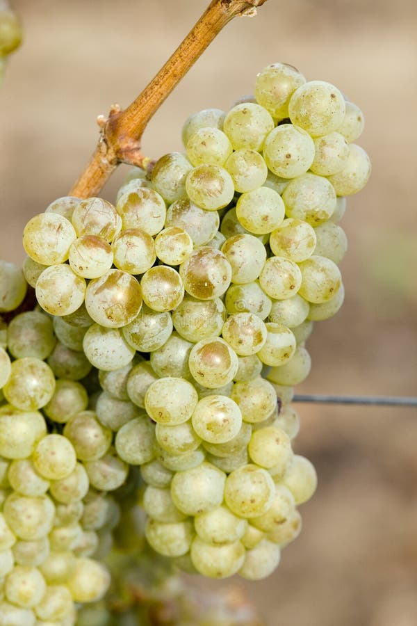 Grapevines stock photo. Image of crop, closeup, agronomy - 12960010