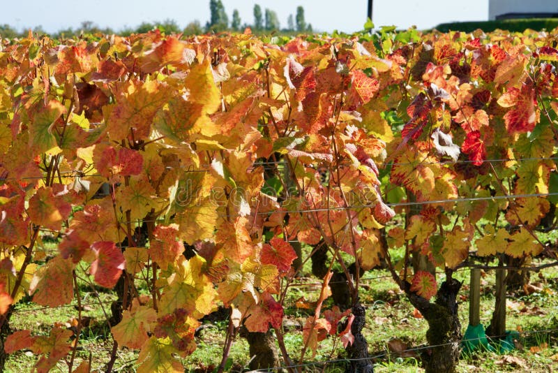 Grapevines in autumn stock image. Image of colorful - 162085791
