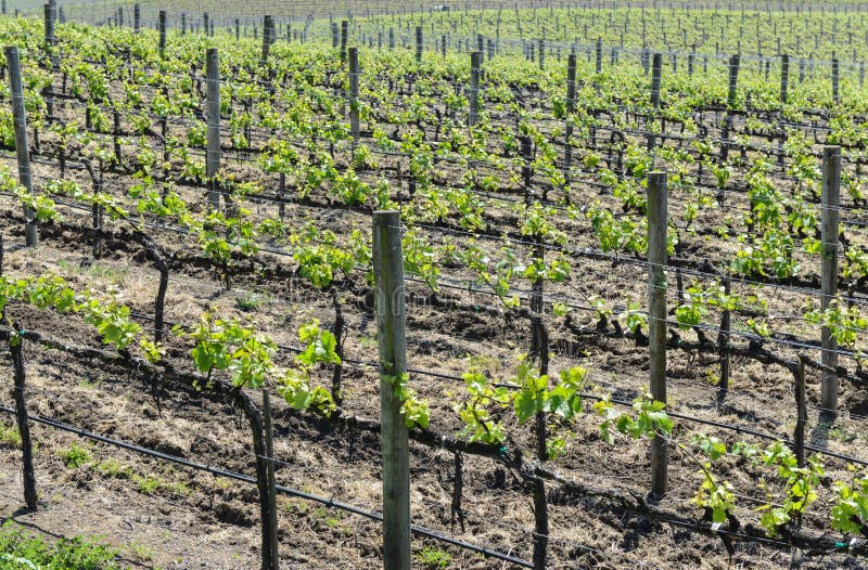 Grapevines in Spring stock photo. Image of field, growing - 38336466