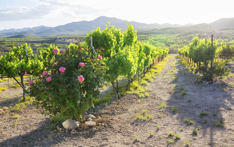 Grapevines at a Local Vineyard Stock Photo - Image of vineyard, vines ...
