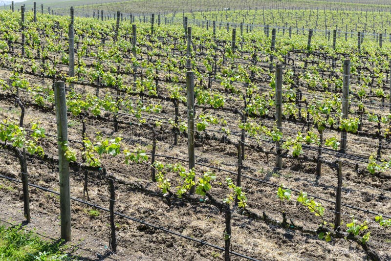 Grapevines in Spring stock photo. Image of field, growing - 38336466