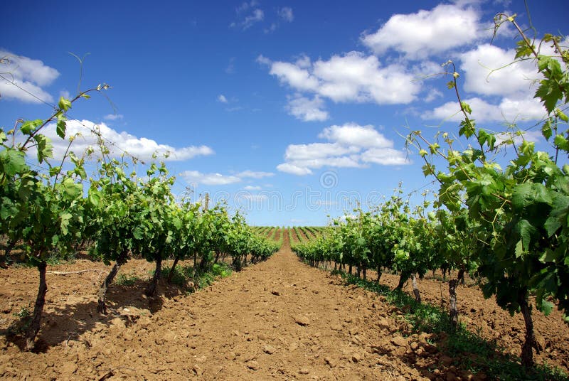 Grapevines in the spring stock photo. Image of ingredient - 2459124