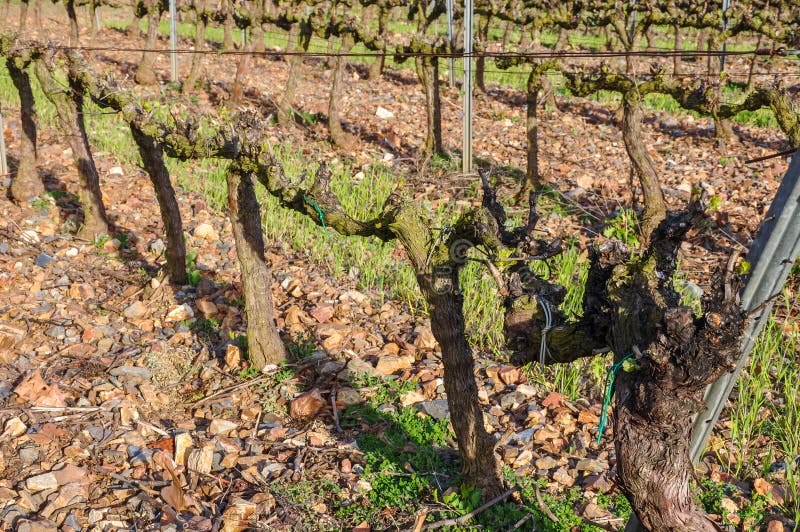 Grapevine in the Spring stock photo. Image of vinifera - 34437900