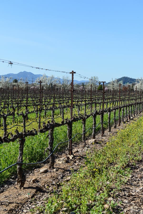 Grapevines in Spring stock photo. Image of field, growing - 38336466