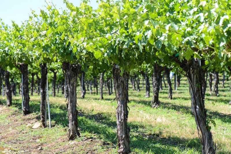 Grapevines in Spring stock photo. Image of field, growing - 38336466