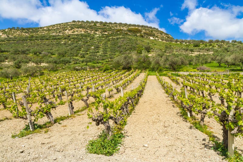 Grapevines in Spring Time, Hill, Olive Trees and Blue Sky in Background ...