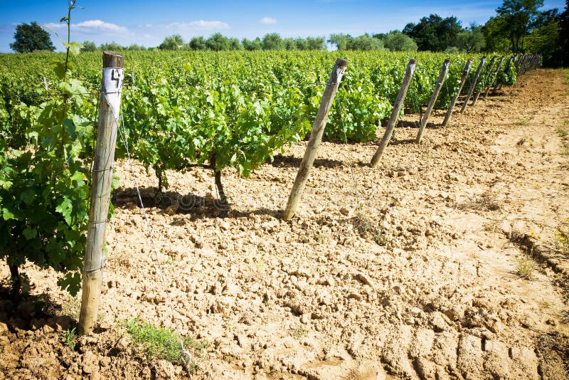 Grapevines in Spring stock photo. Image of field, growing - 38336466