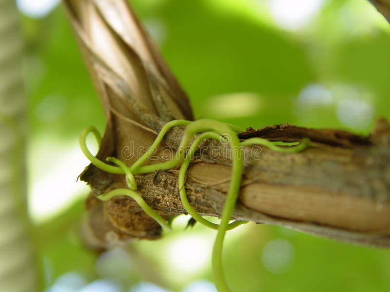 Grapewine tendril wrap stock photo. Image of green, wrap - 305422