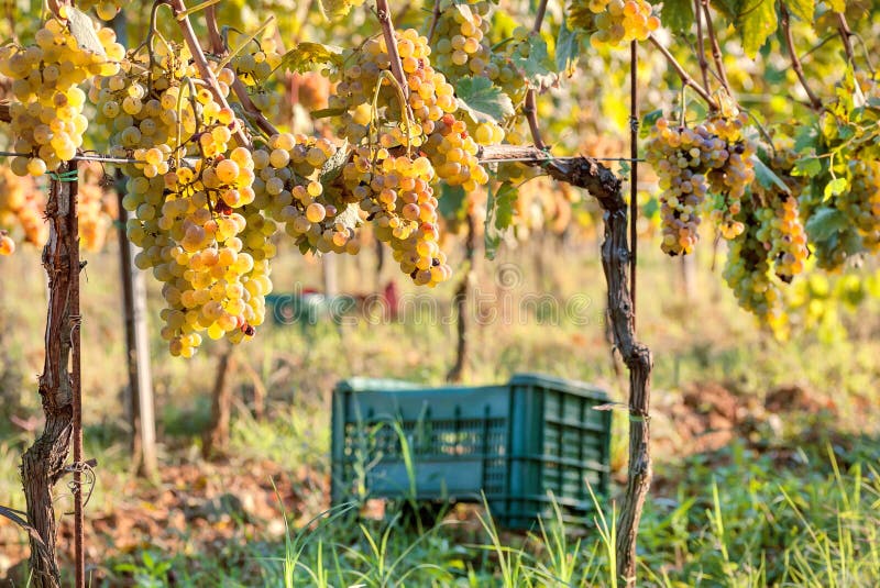 Grapeyard with Plastic Harvest Box for Grape. Ggreen Valley with ...