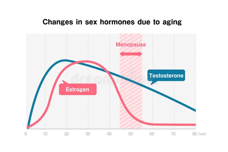 Graph of Changes in Sex Hormones Due To Aging Stock Vector ...