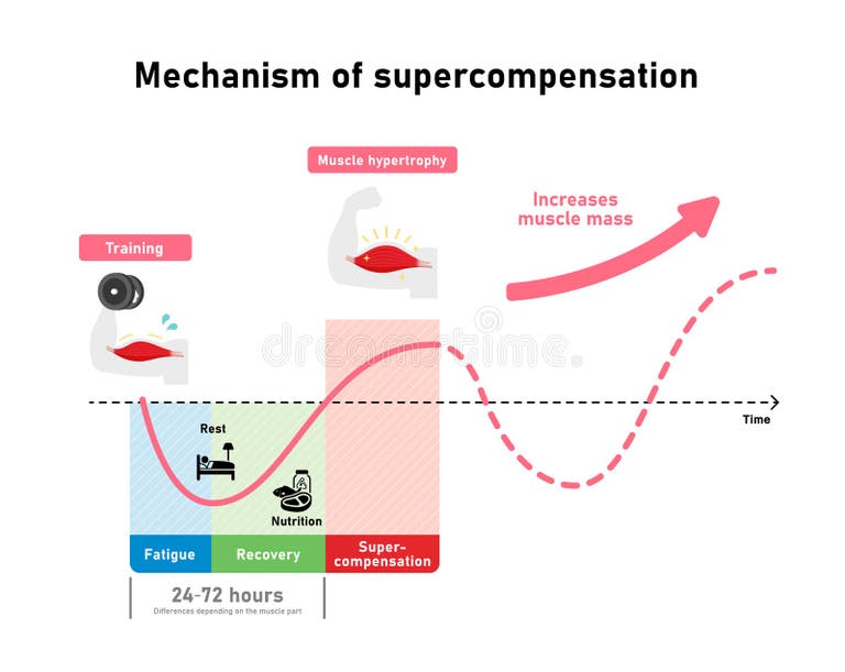 Graph Illustration of Efficient Muscle Growth Supercompensation ...