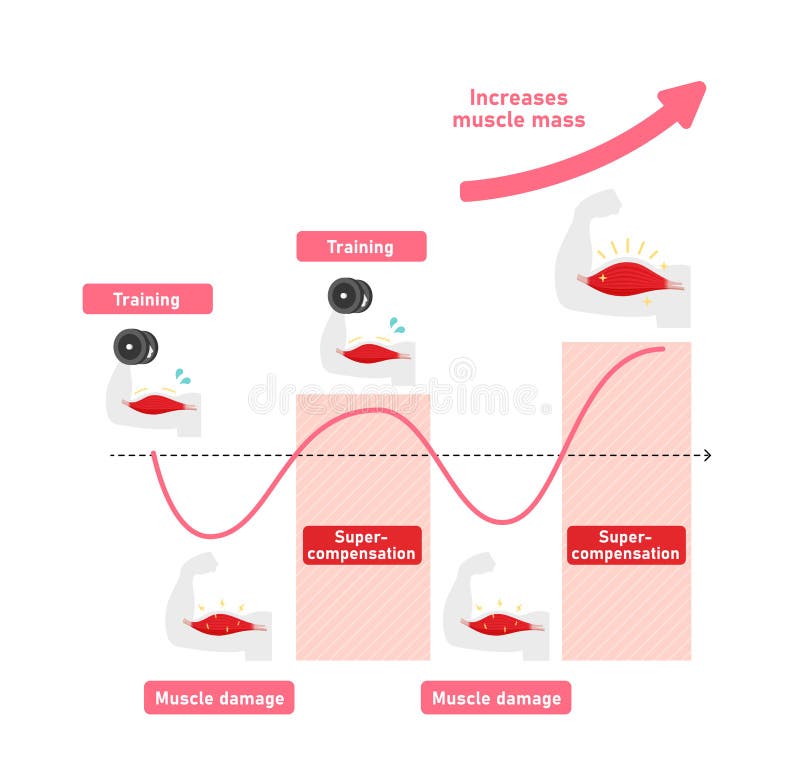 Graph Illustration of Efficient Muscle Growth Supercompensation ...