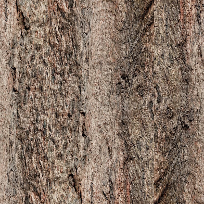 Guava tree bark stock photo. Image of growing, outside - 70535674