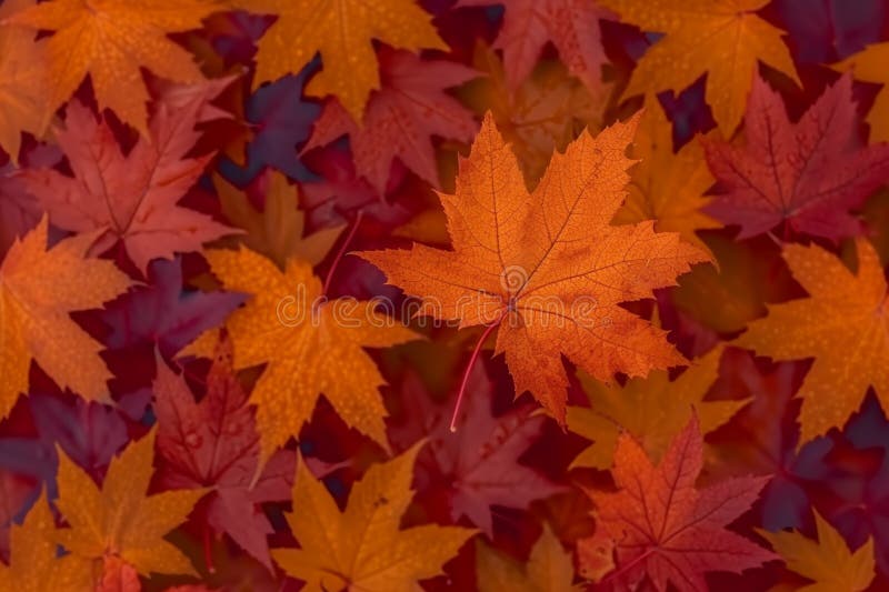 Graphic Autumn Simple Style Showcasing Maple Leaves in Diverse Sizes ...