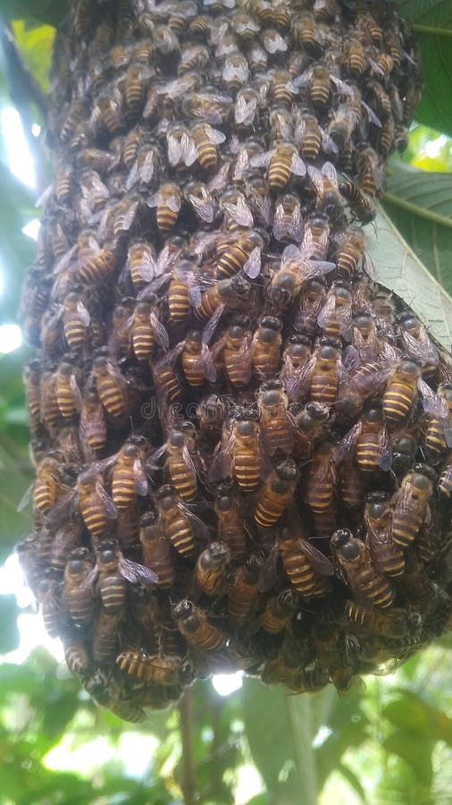 Graphic of bee stock image. Image of honeybee, insect - 239546745