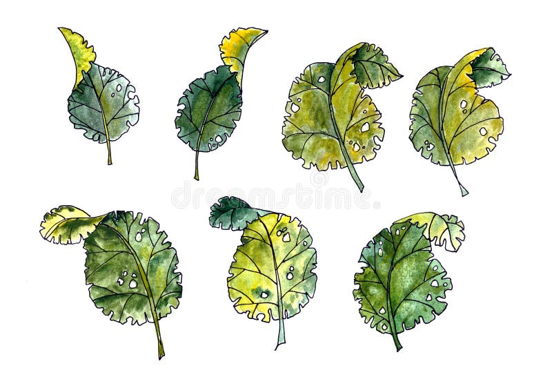 Graphic Black and White Contour Drawing Set of Tree Leaves with ...