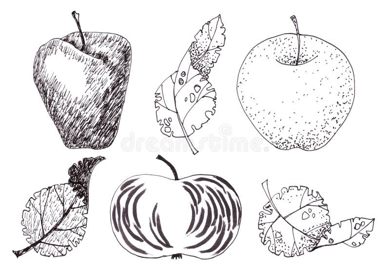 Three Apples Line Stock Illustrations – 84 Three Apples Line Stock ...
