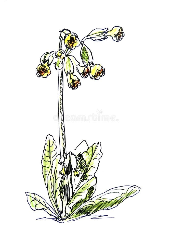 Primrose Stock Illustrations – 2,175 Primrose Stock Illustrations ...