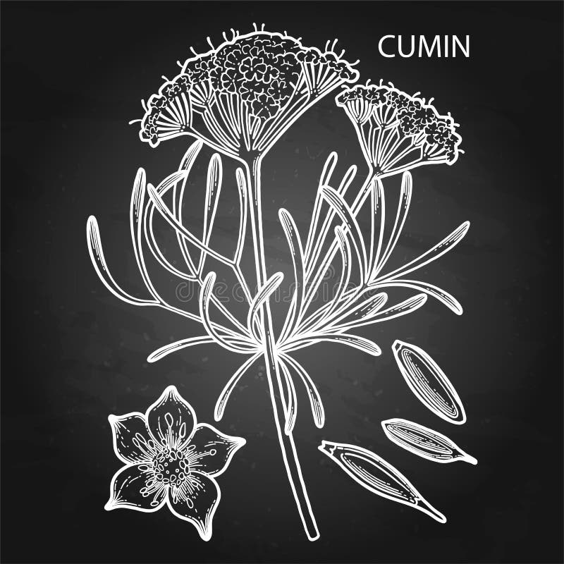 Graphic cumin set stock vector. Illustration of aroma - 113912952