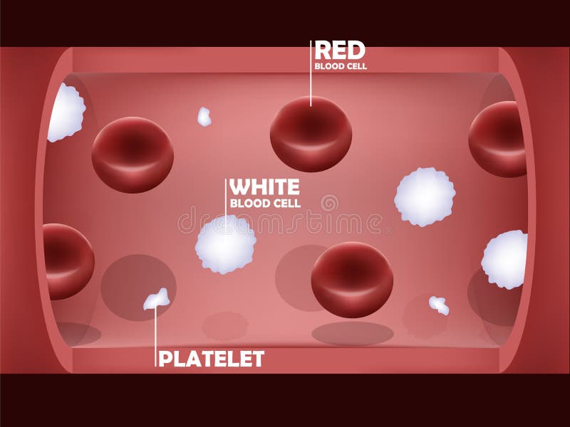 Blood system stock vector. Illustration of blood, cartoon - 63765315