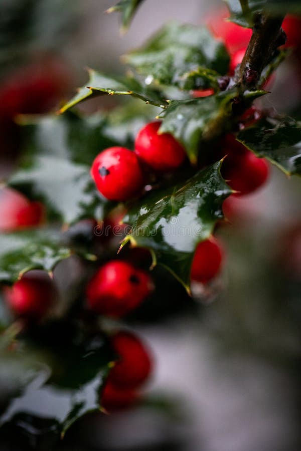 Close Up of Red Berries on Green Leaf Vine Stock Image - Image of close ...