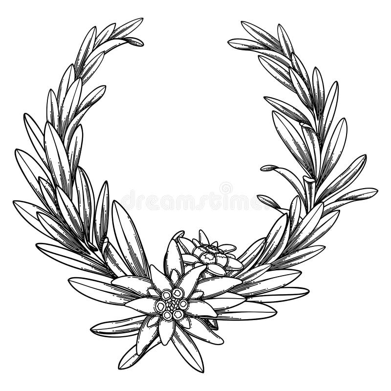 Graphic Edelweiss Wreath Isolated on White Background Stock Vector ...