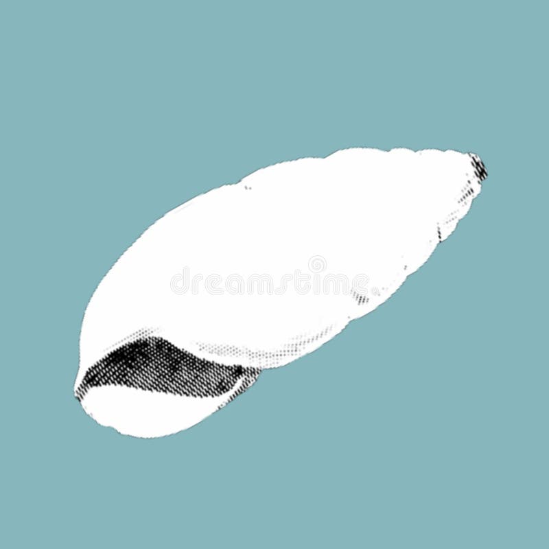 Graphic Engraving of a Seashell.Realistic Shells Illustration. Stock ...