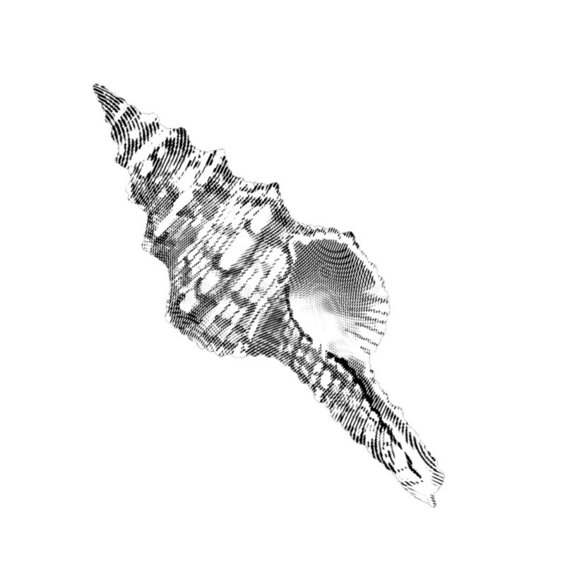 Graphic Engraving of a Seashell.Realistic Shells Illustration. Stock ...