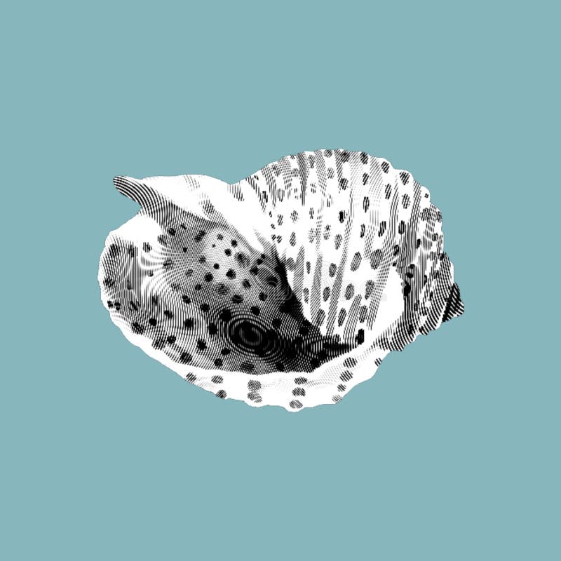 Graphic Engraving of a Seashell.Realistic Shells Illustration. Stock ...
